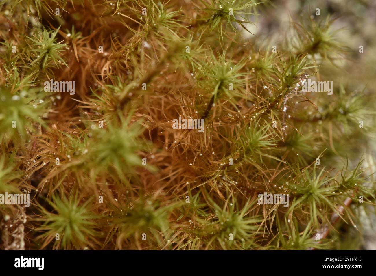 Common Apple-moss (Bartramia pomiformis Stock Photo - Alamy