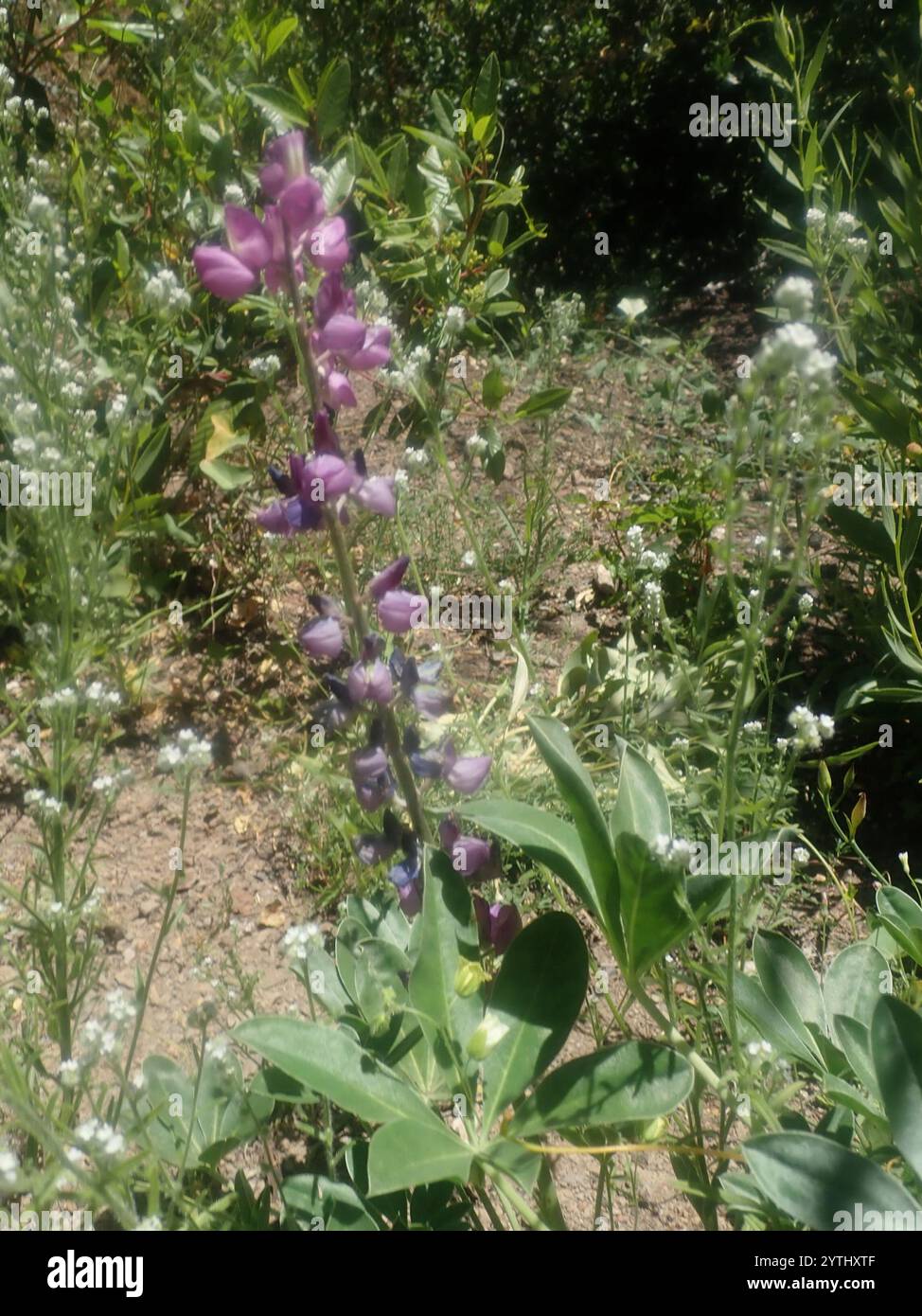 Santa Lucia Lupine (Lupinus cervinus Stock Photo - Alamy