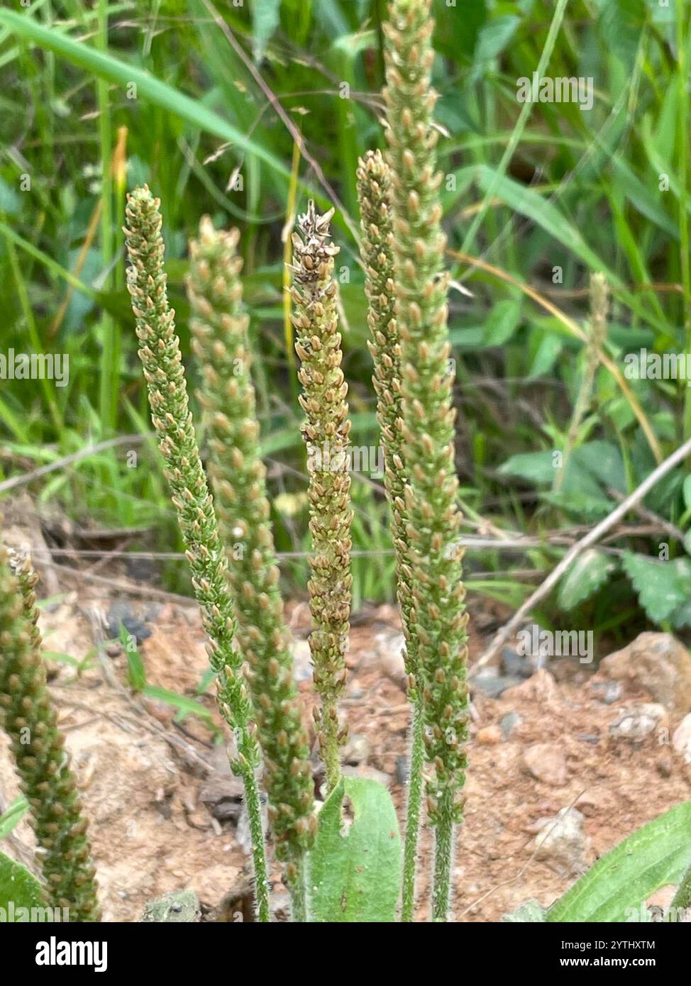 dwarf plantain (Plantago virginica Stock Photo - Alamy
