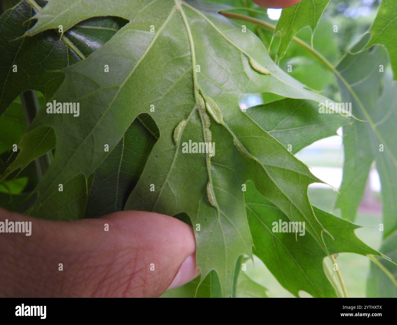 Contarinia hi-res stock photography and images - Alamy