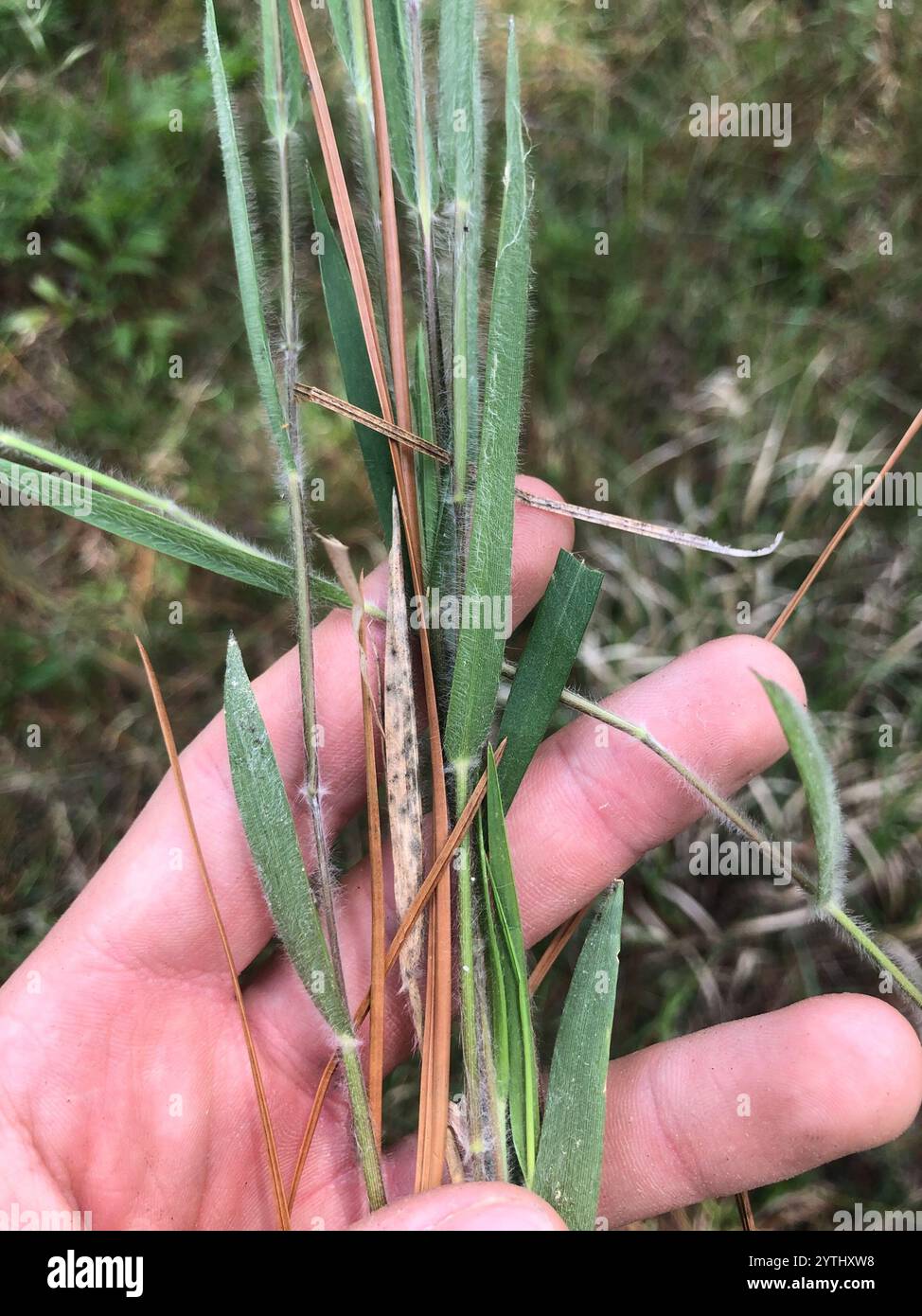 Blood Panicgrass (Dichanthelium consanguineum Stock Photo - Alamy