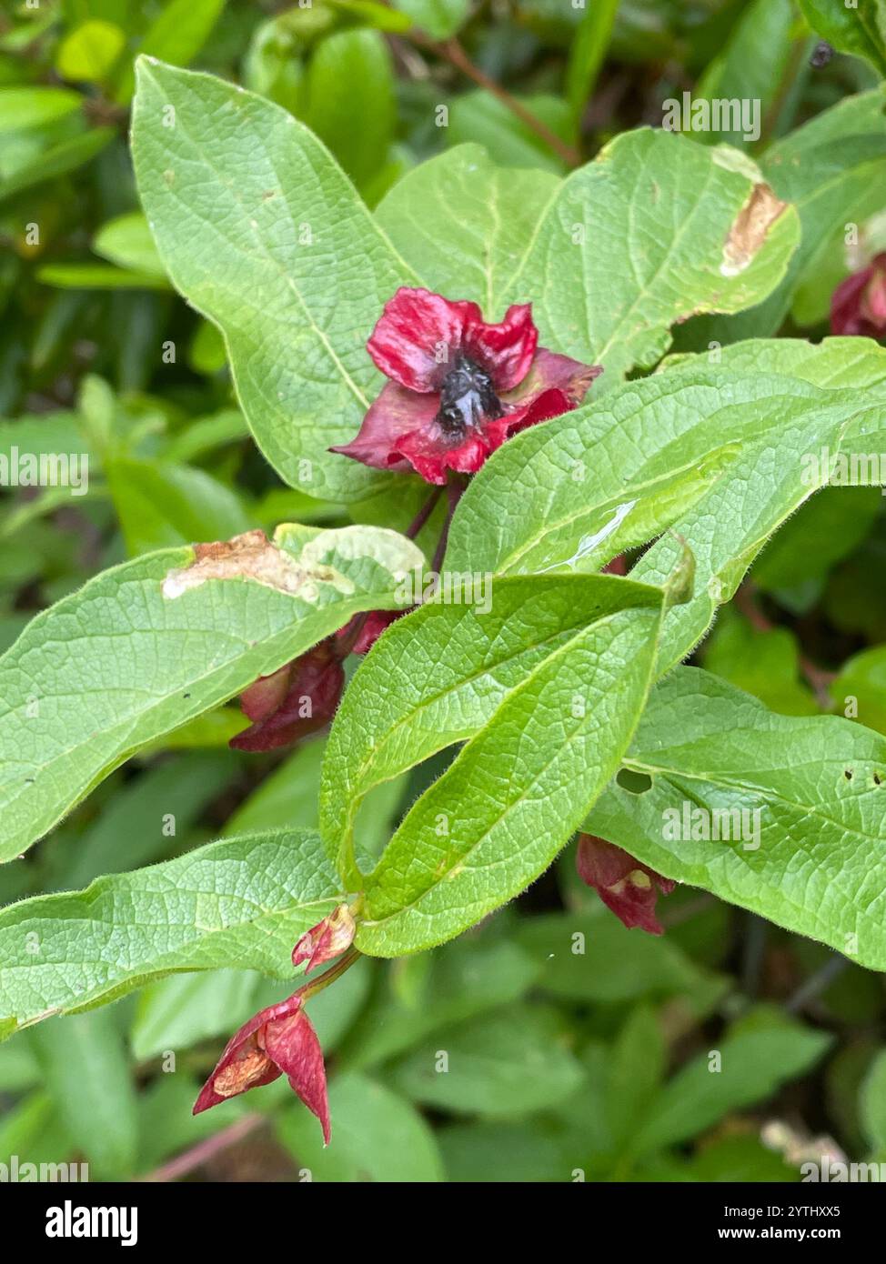 twinberry honeysuckle (Lonicera involucrata Stock Photo - Alamy
