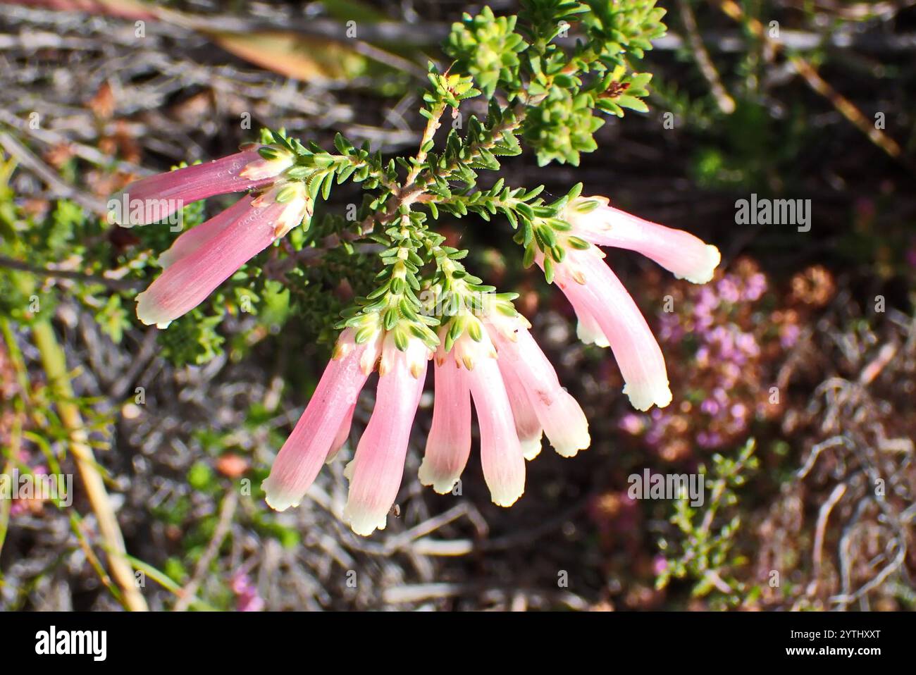 Twotone Heath (Erica versicolor Stock Photo - Alamy