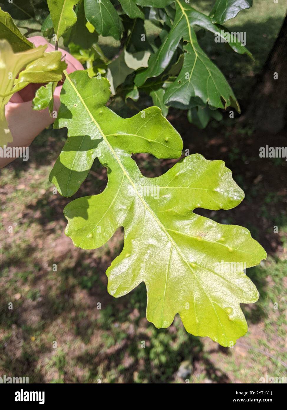 oak flake gall wasp (Neuroterus quercusverrucarum Stock Photo - Alamy