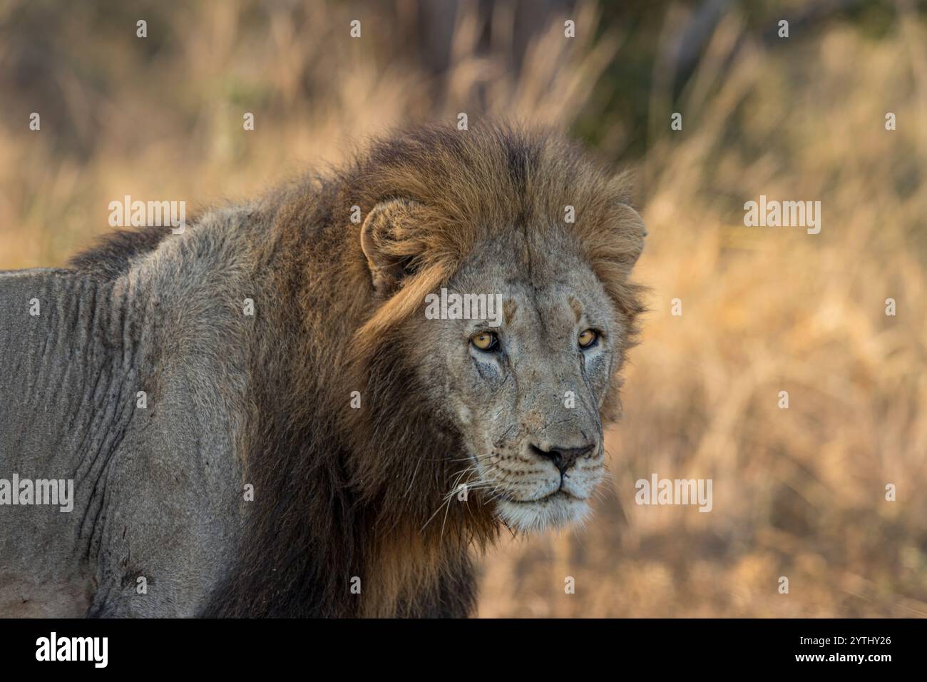Male lion looks intently Stock Photo - Alamy