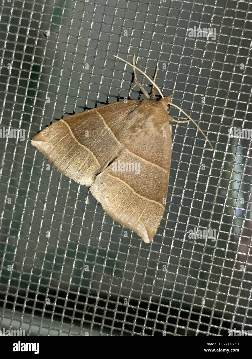 Maple Looper Moth (Parallelia bistriaris Stock Photo - Alamy