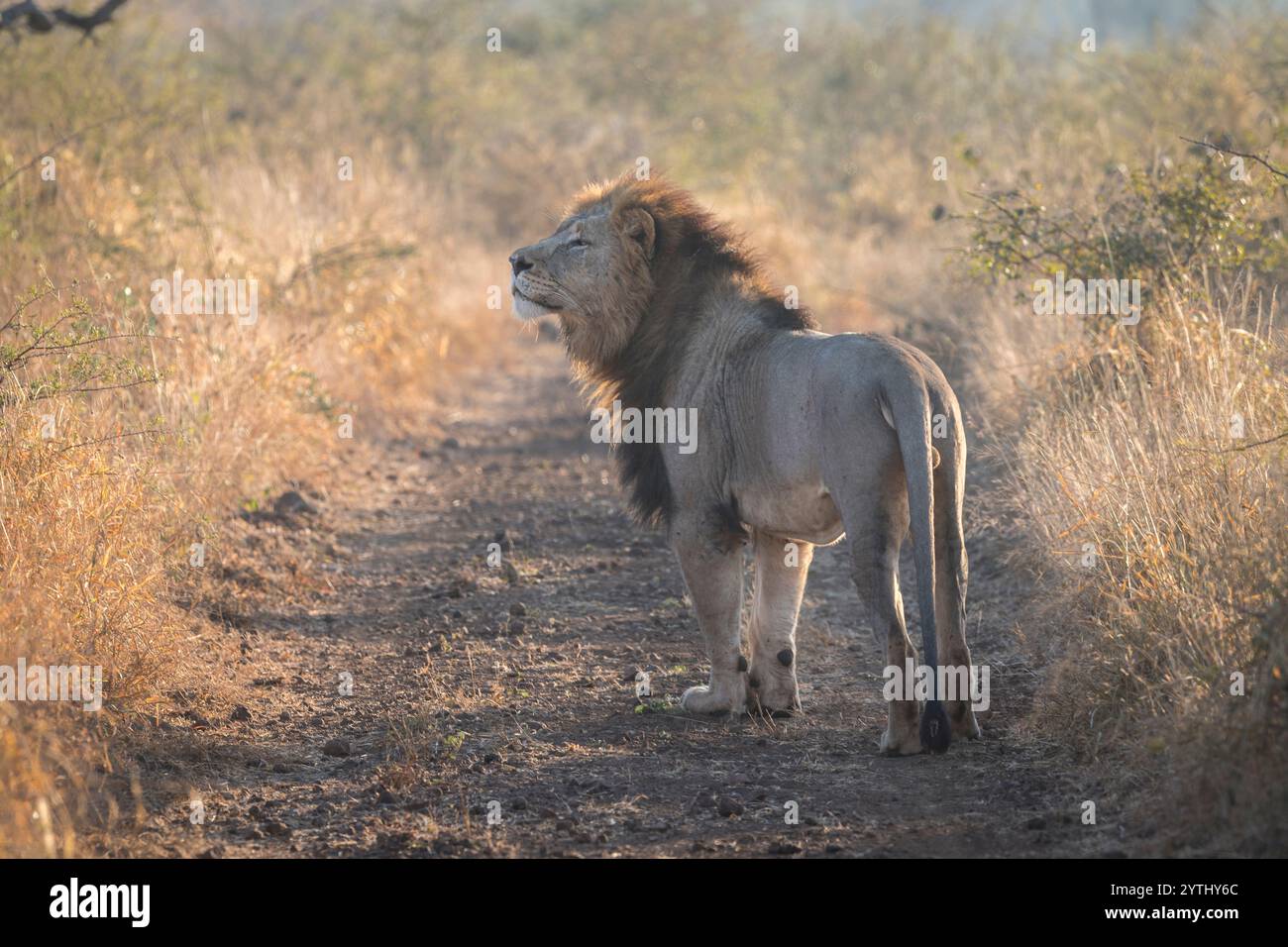 male Lion smelling area Stock Photo - Alamy