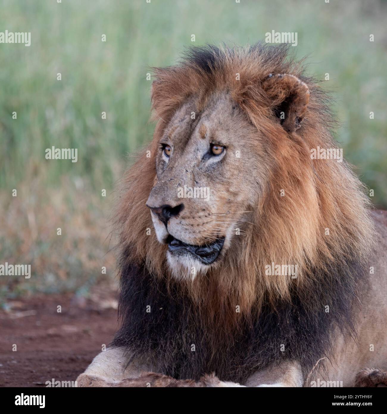 Portrait of a male lion Stock Photo - Alamy