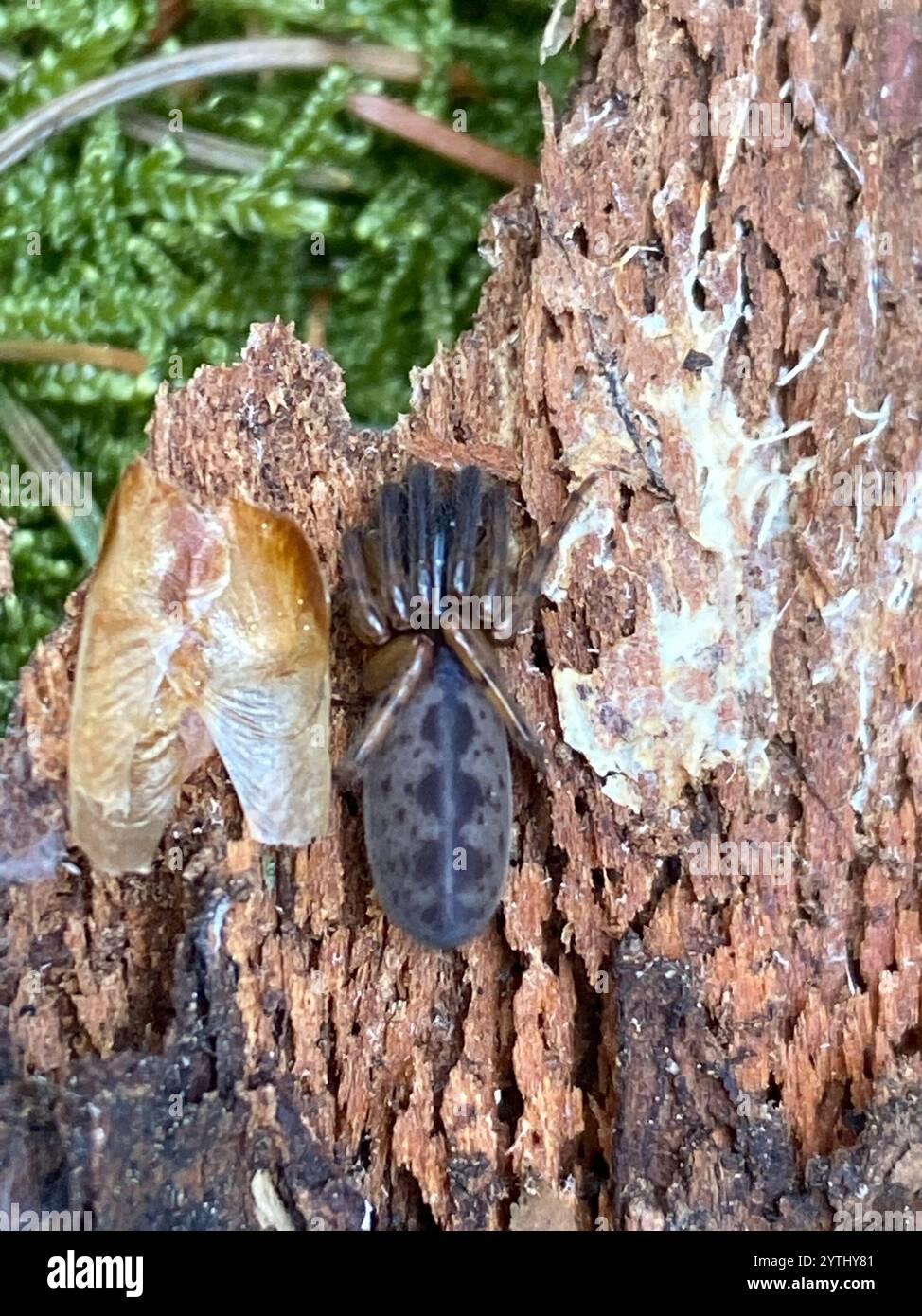 Snake-back Spider (Segestria senoculata Stock Photo - Alamy