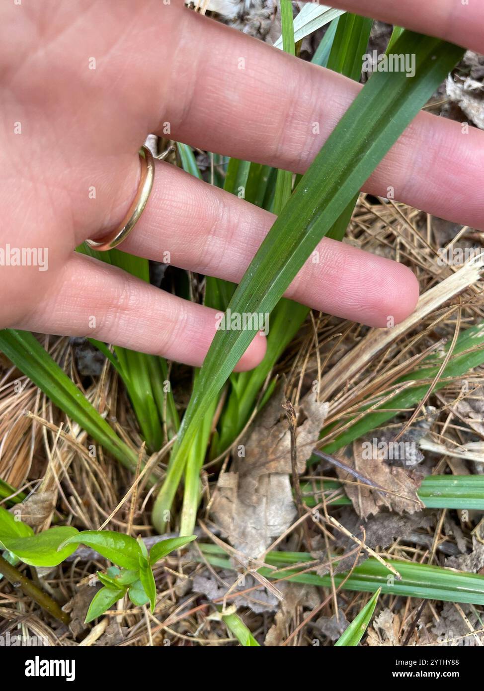drooping woodland sedge (Carex arctata Stock Photo - Alamy