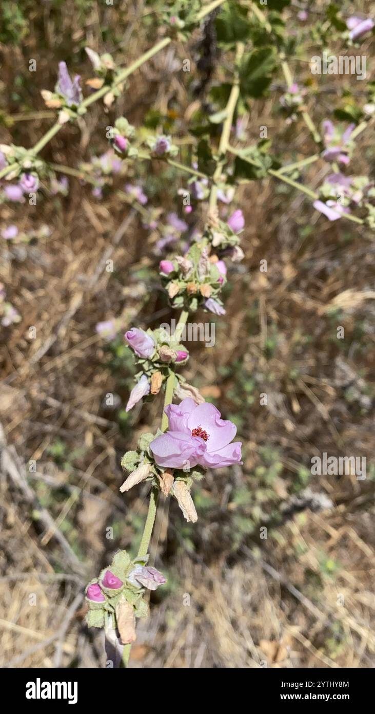 southern coastal bushmallow (Malacothamnus fasciculatus Stock Photo - Alamy