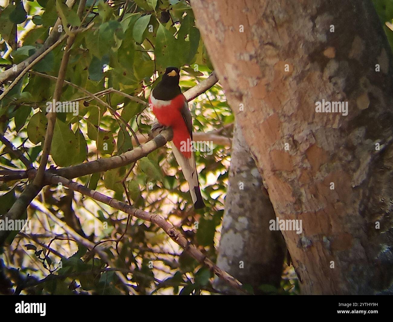 Elegant Trogon (Trogon elegans Stock Photo - Alamy