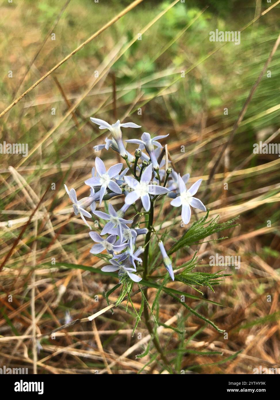 Fringed Bluestar (Amsonia ciliata Stock Photo - Alamy