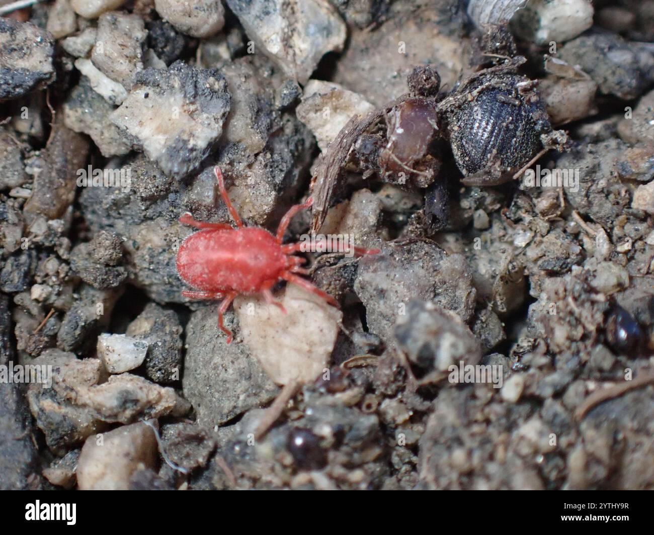 Mites and Ticks (Acari Stock Photo - Alamy