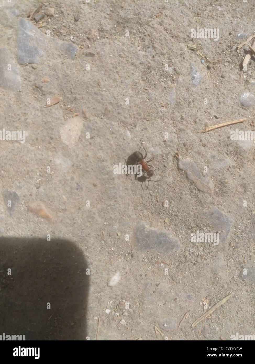 Southern Wood Ant (Formica rufa Stock Photo - Alamy