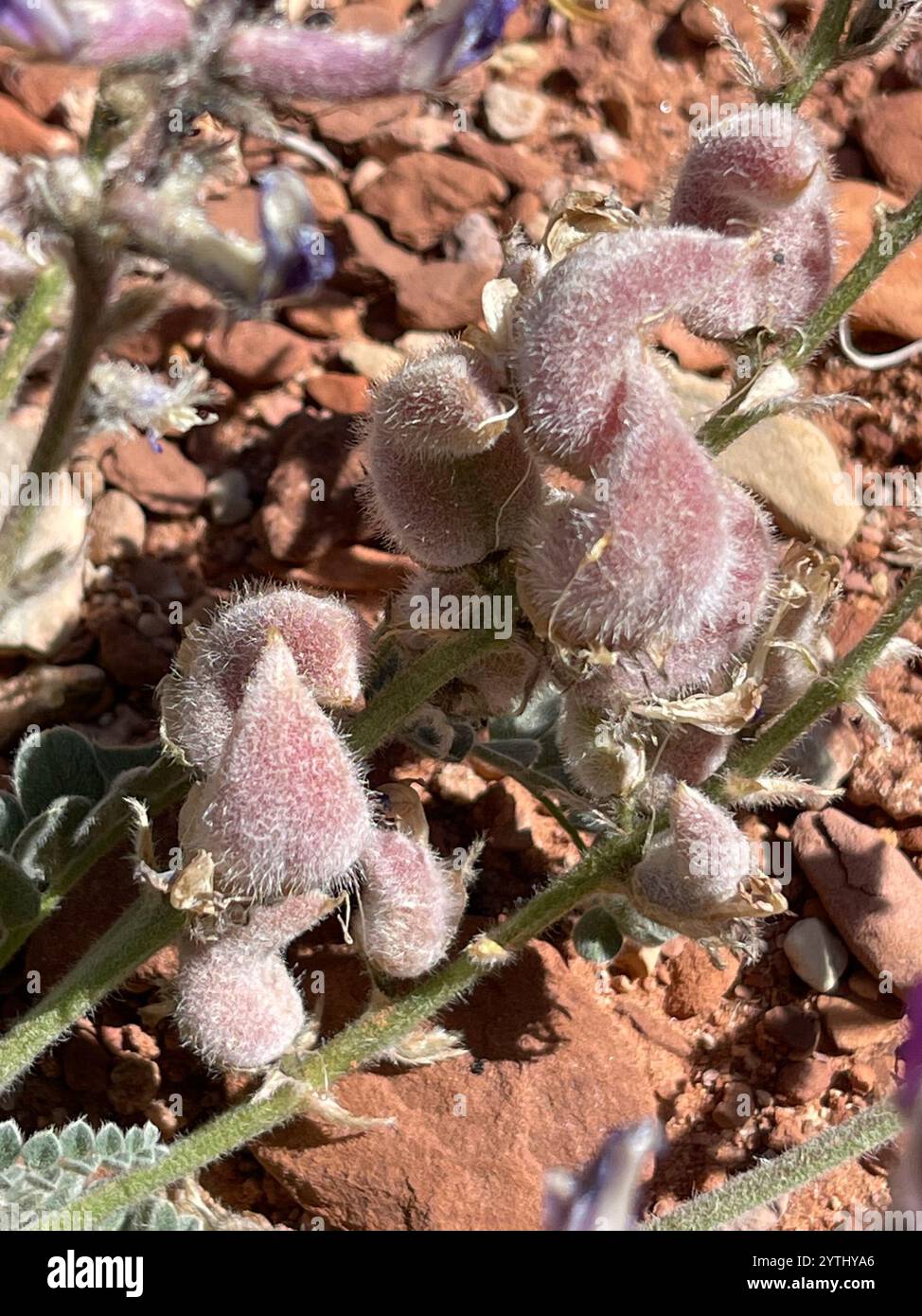 Woolly Locoweed (Astragalus mollissimus Stock Photo - Alamy