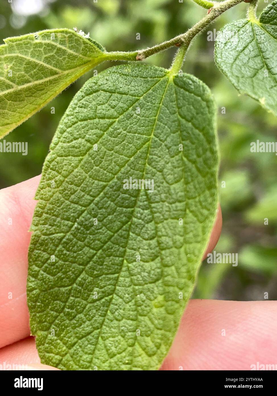 netleaf hackberry (Celtis reticulata Stock Photo - Alamy