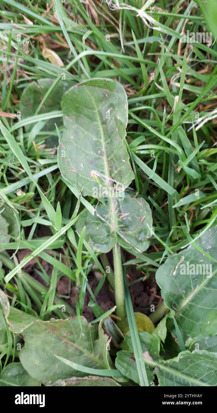 fiddle dock (Rumex pulcher Stock Photo - Alamy