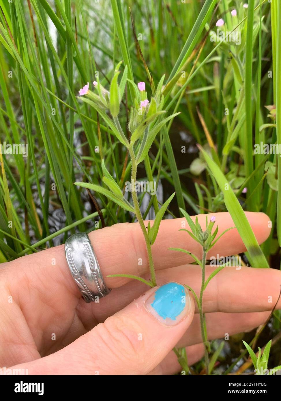 slender phlox (Microsteris gracilis Stock Photo - Alamy