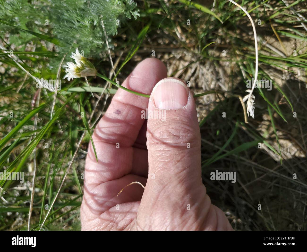 Textile onion (Allium textile Stock Photo - Alamy