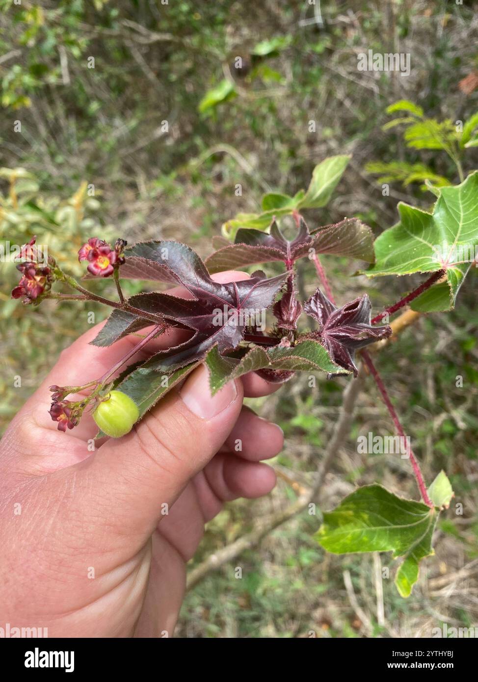 Bellyache bush jatropha gossypiifolia hi-res stock photography and ...