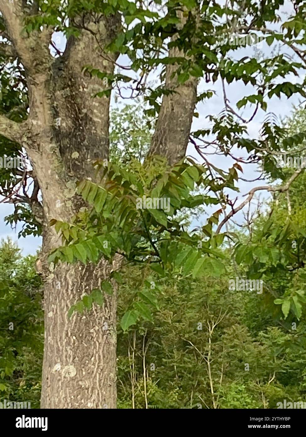 tree-of-heaven (Ailanthus altissima Stock Photo - Alamy