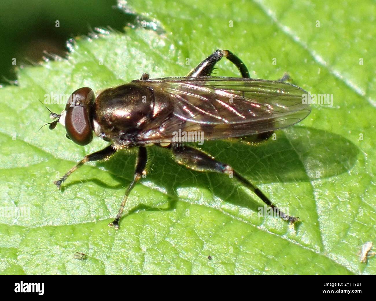 Dusky-banded Leafwalker (Chalcosyrphus nemorum Stock Photo - Alamy
