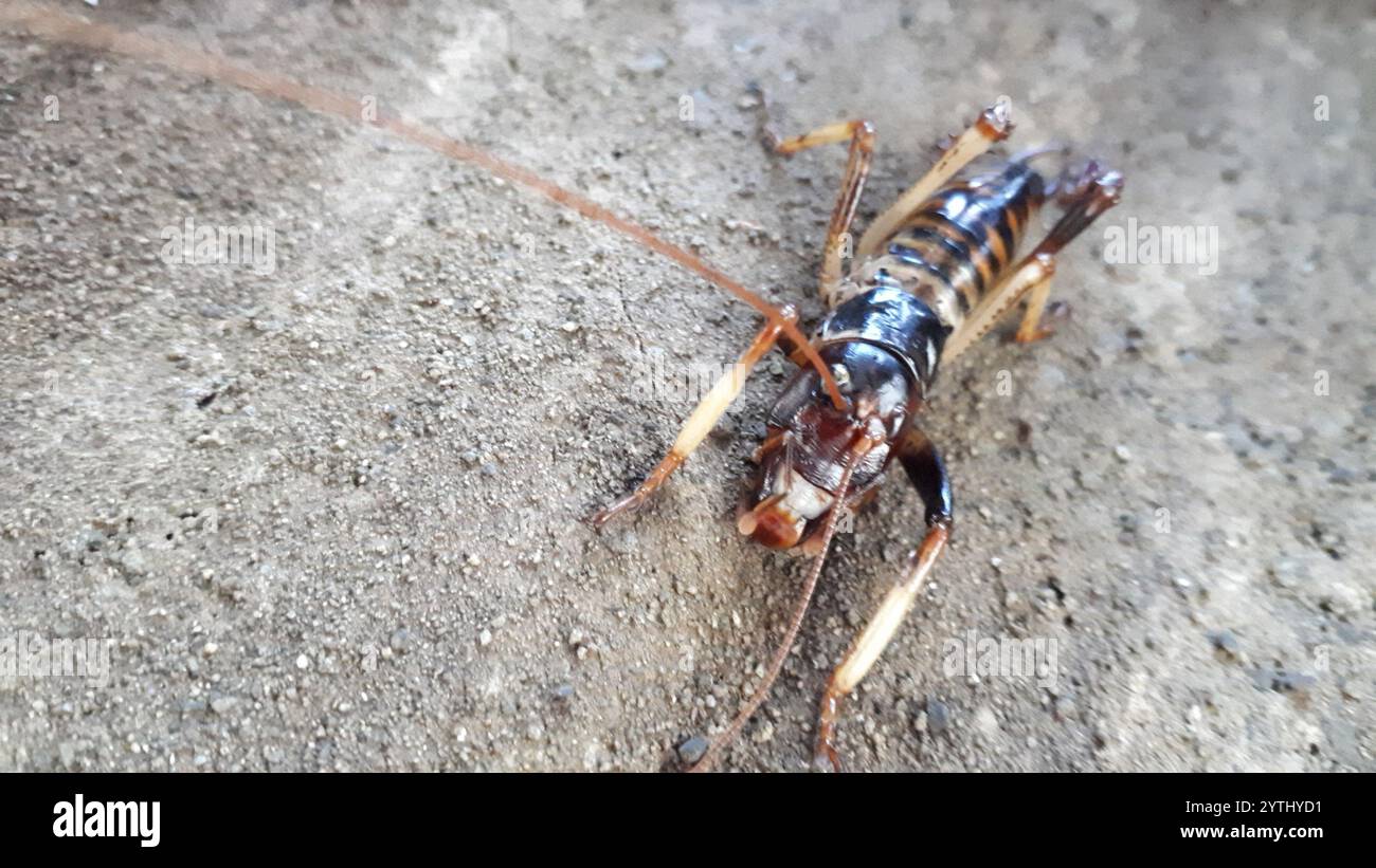 Wellington Tree Wētā (Hemideina crassidens Stock Photo - Alamy
