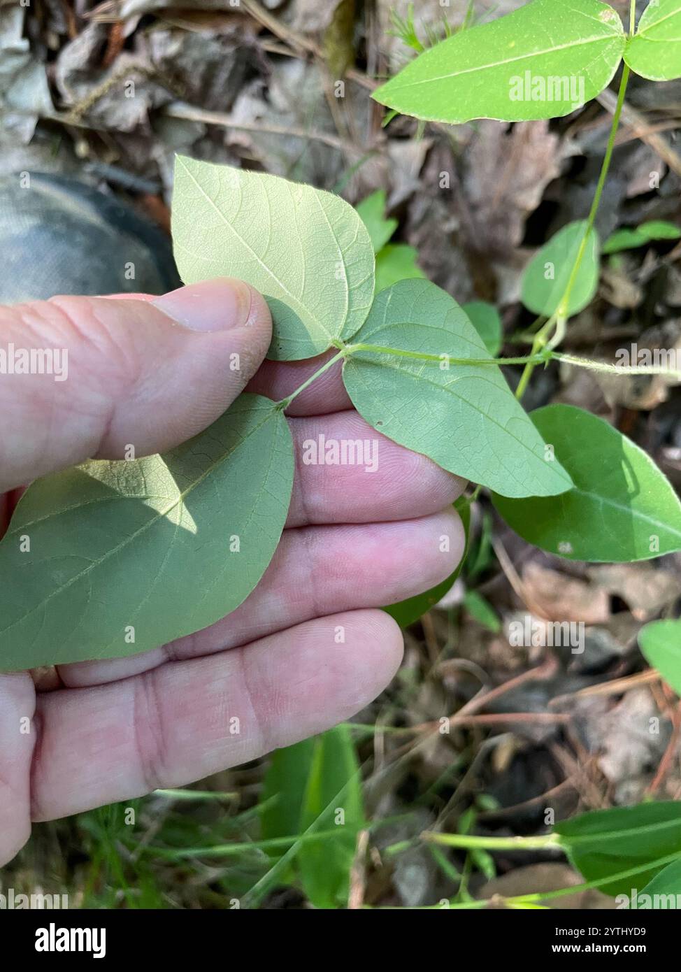 American hog-peanut (Amphicarpaea bracteata Stock Photo - Alamy