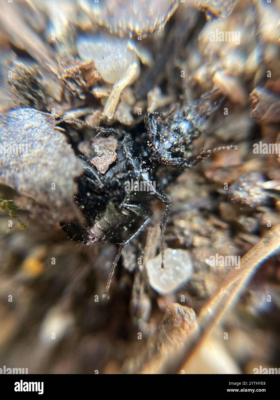 Seed-eating Ground Beetles (Zabrini Stock Photo - Alamy