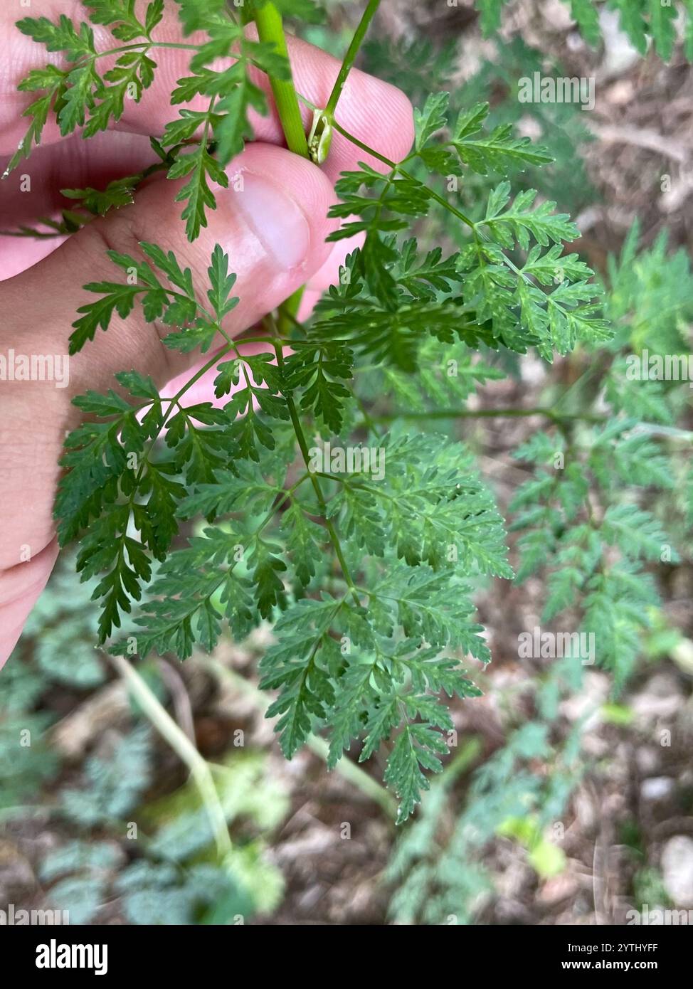 poison hemlock (Conium maculatum Stock Photo - Alamy