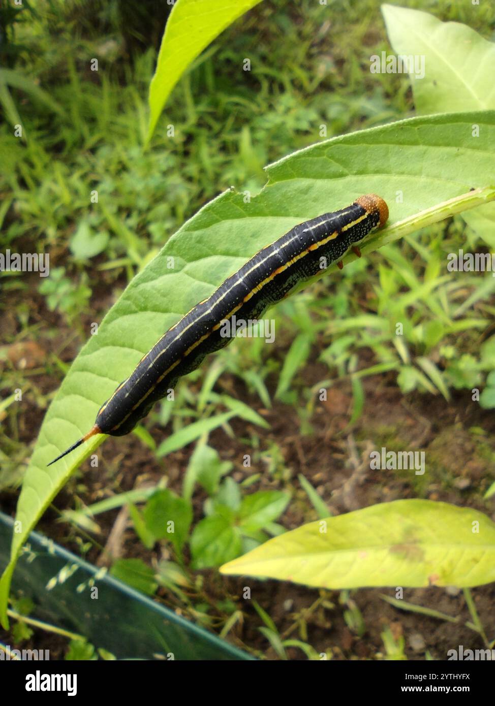 White-lined Sphinx (Hyles lineata Stock Photo - Alamy
