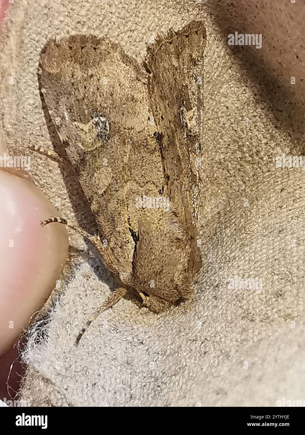 Sordens hi-res stock photography and images - Alamy