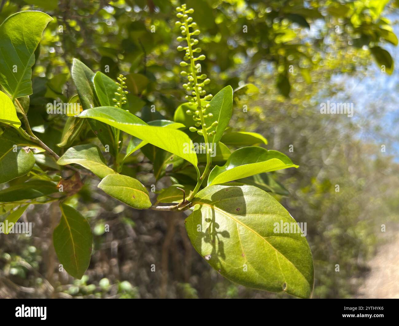 Pigeon Plum (Coccoloba diversifolia Stock Photo - Alamy