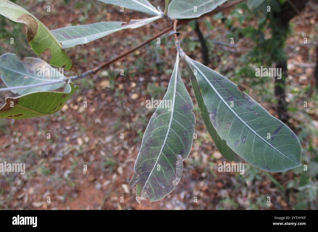 silver terminalia (Terminalia sericea Stock Photo - Alamy