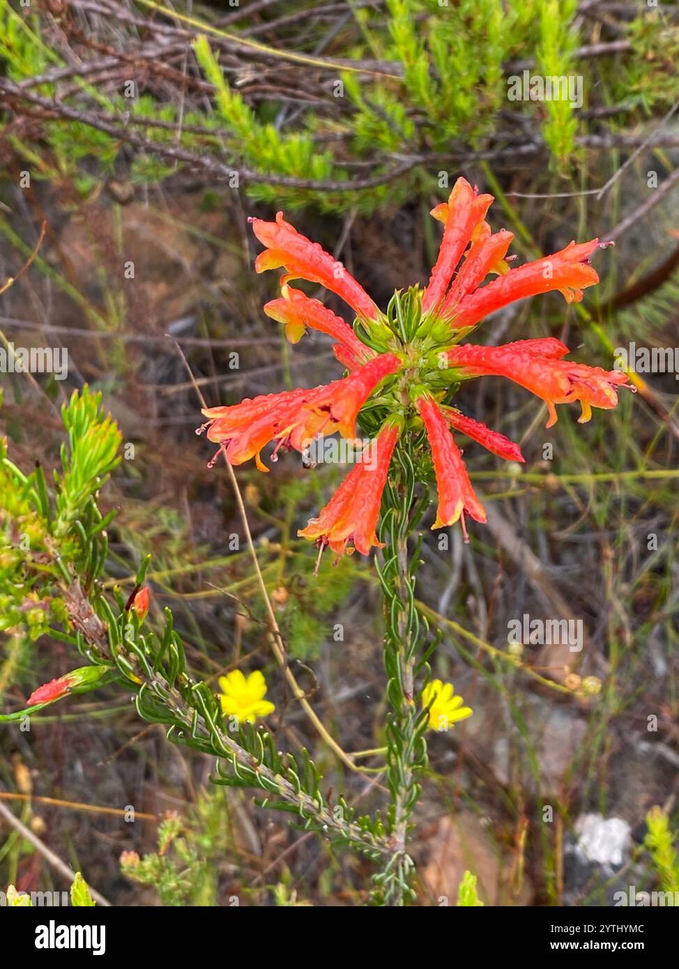 Grand Heath (Erica grandiflora Stock Photo - Alamy