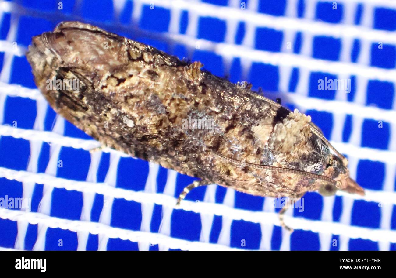 False Codling Moth (Thaumatotibia leucotreta Stock Photo - Alamy