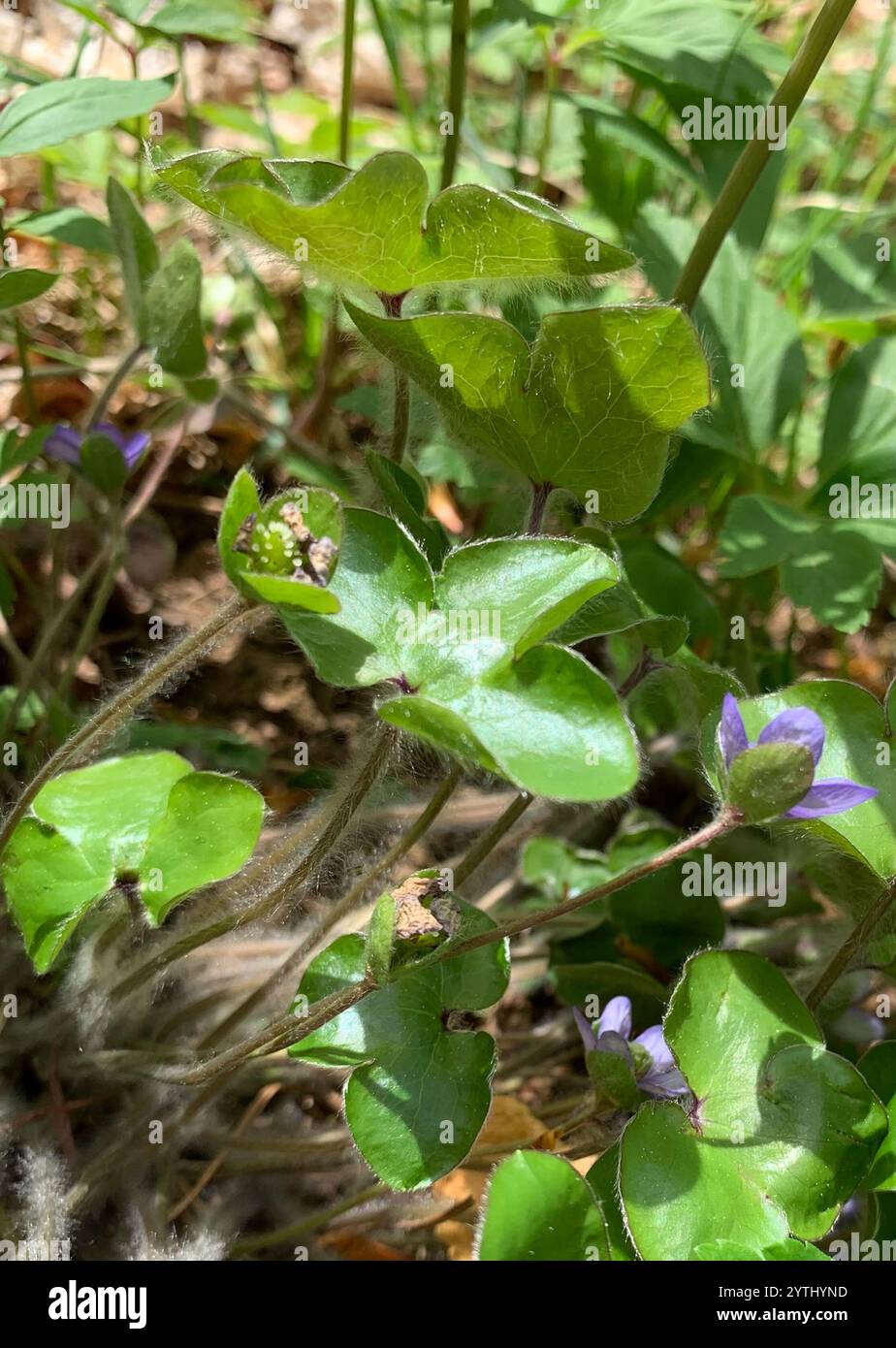 Liverleaf (Hepatica nobilis Stock Photo - Alamy