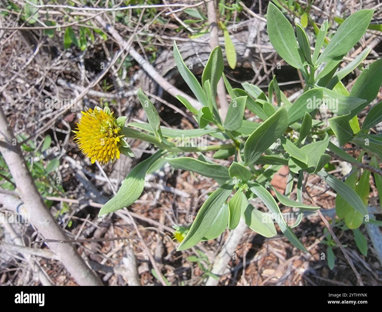 sea ox-eye (Borrichia frutescens Stock Photo - Alamy