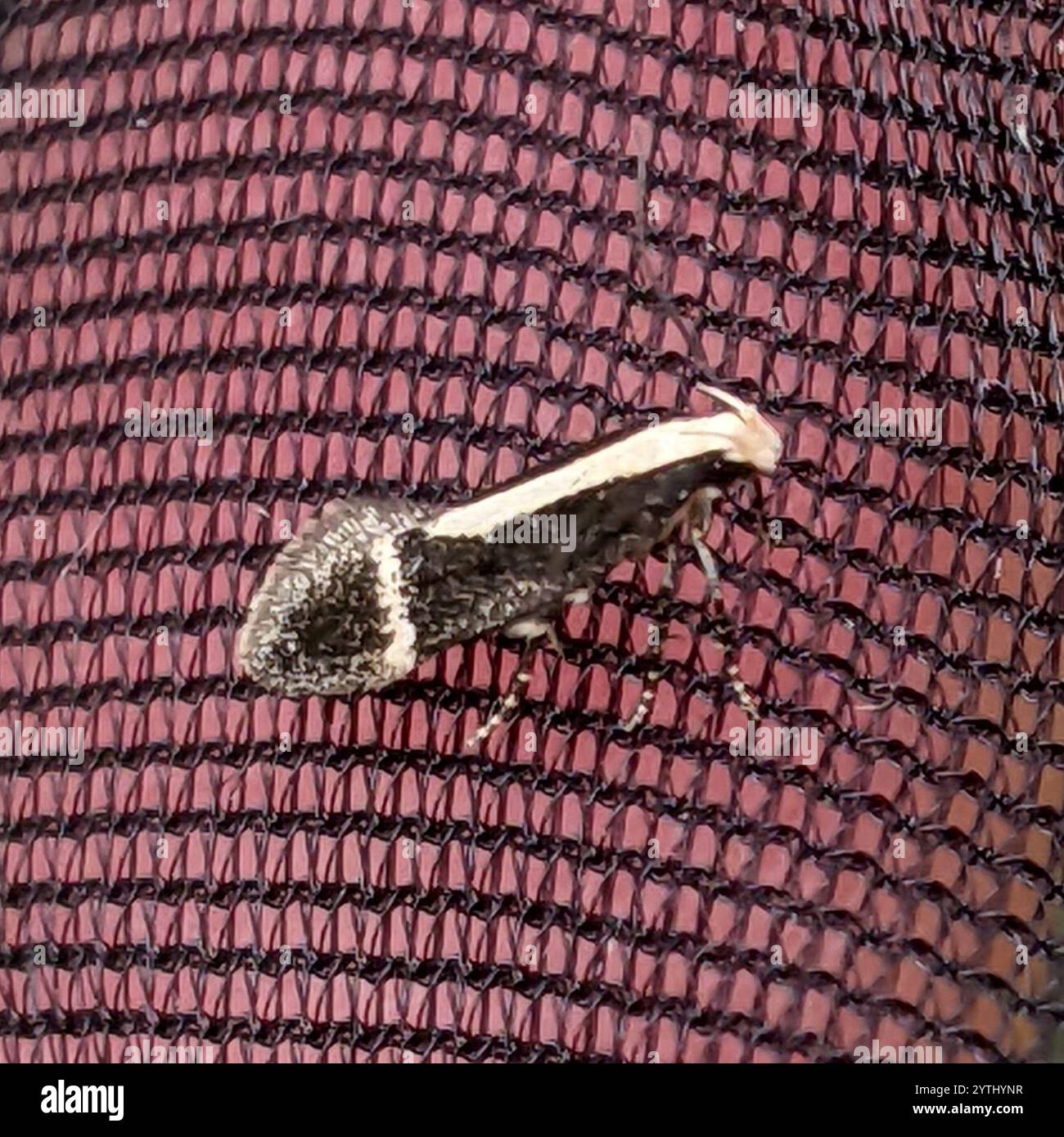 Aroga hi-res stock photography and images - Alamy