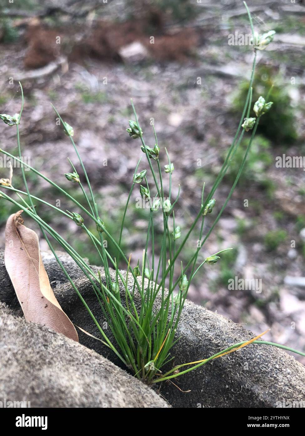 Keeled bulrush (Isolepis carinata Stock Photo - Alamy