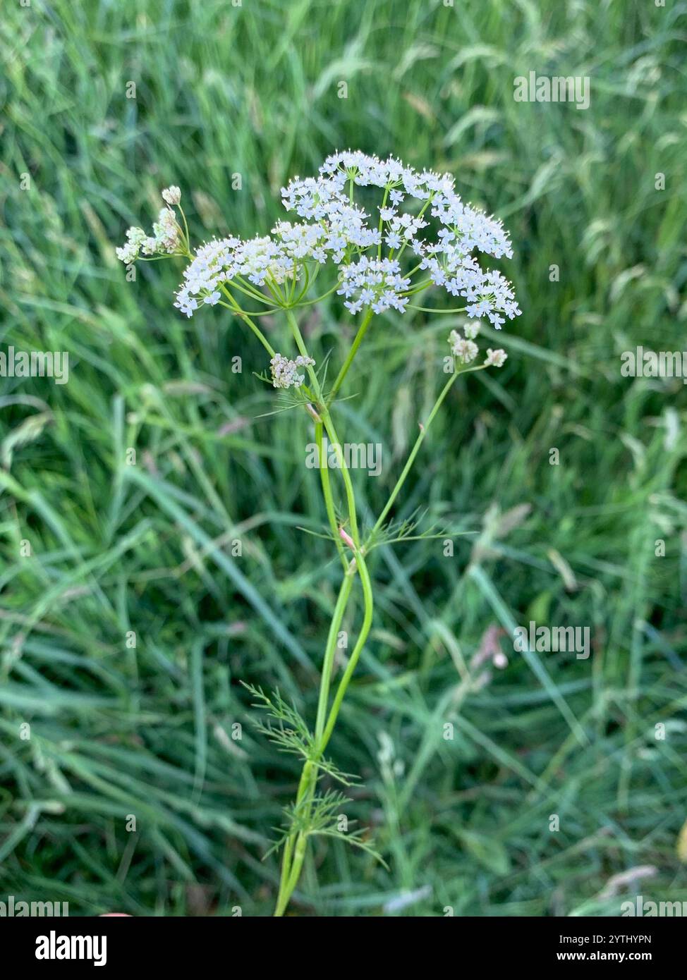 Pignut (Conopodium majus Stock Photo - Alamy