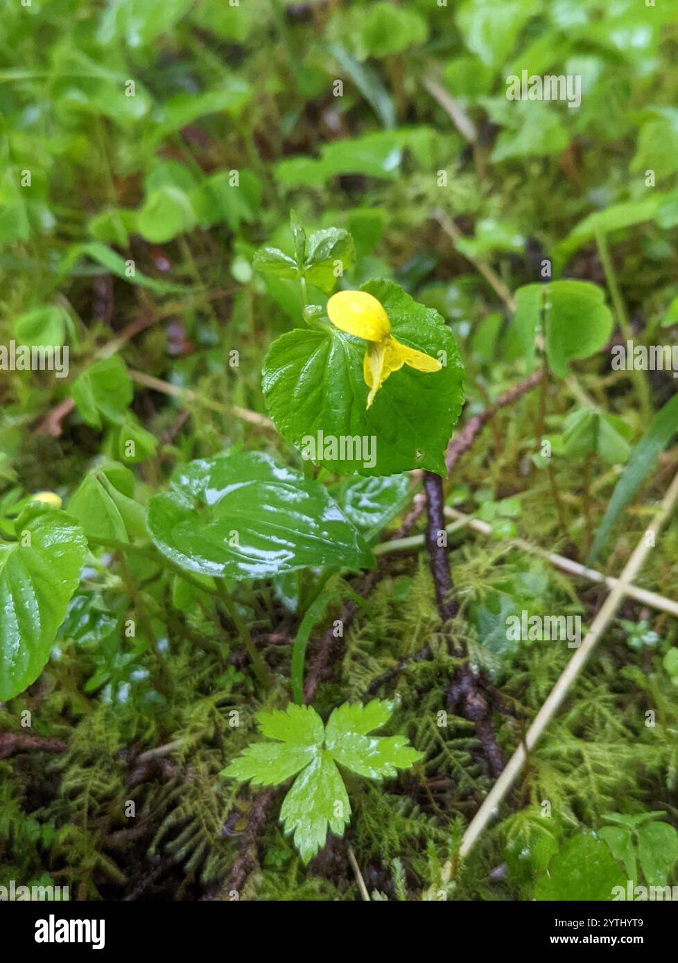 stream violet (Viola glabella Stock Photo - Alamy