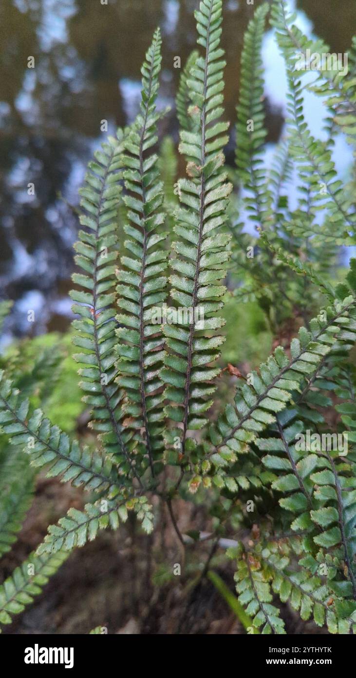 Rough Maidenhair Fern (Adiantum hispidulum Stock Photo - Alamy
