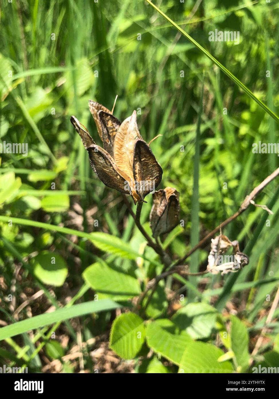 Slender Blue Flag (Iris prismatica Stock Photo - Alamy