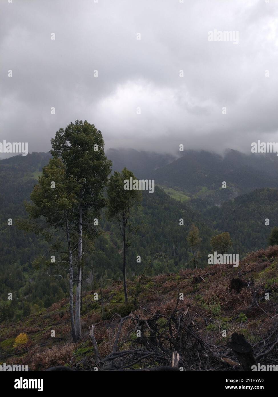 Tanoak (Notholithocarpus densiflorus Stock Photo - Alamy