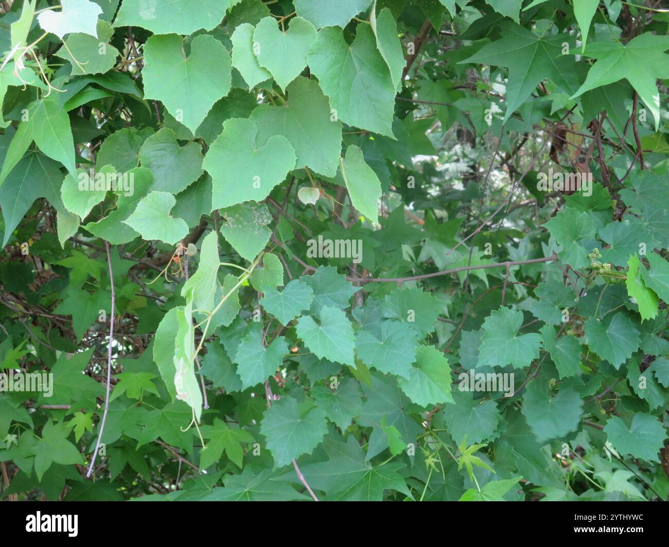 graybark grape (Vitis cinerea Stock Photo - Alamy