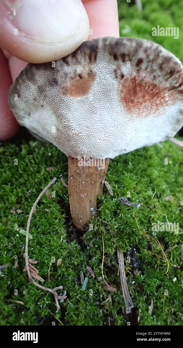 red-staining stalked polypore (Sanguinoderma rude Stock Photo - Alamy