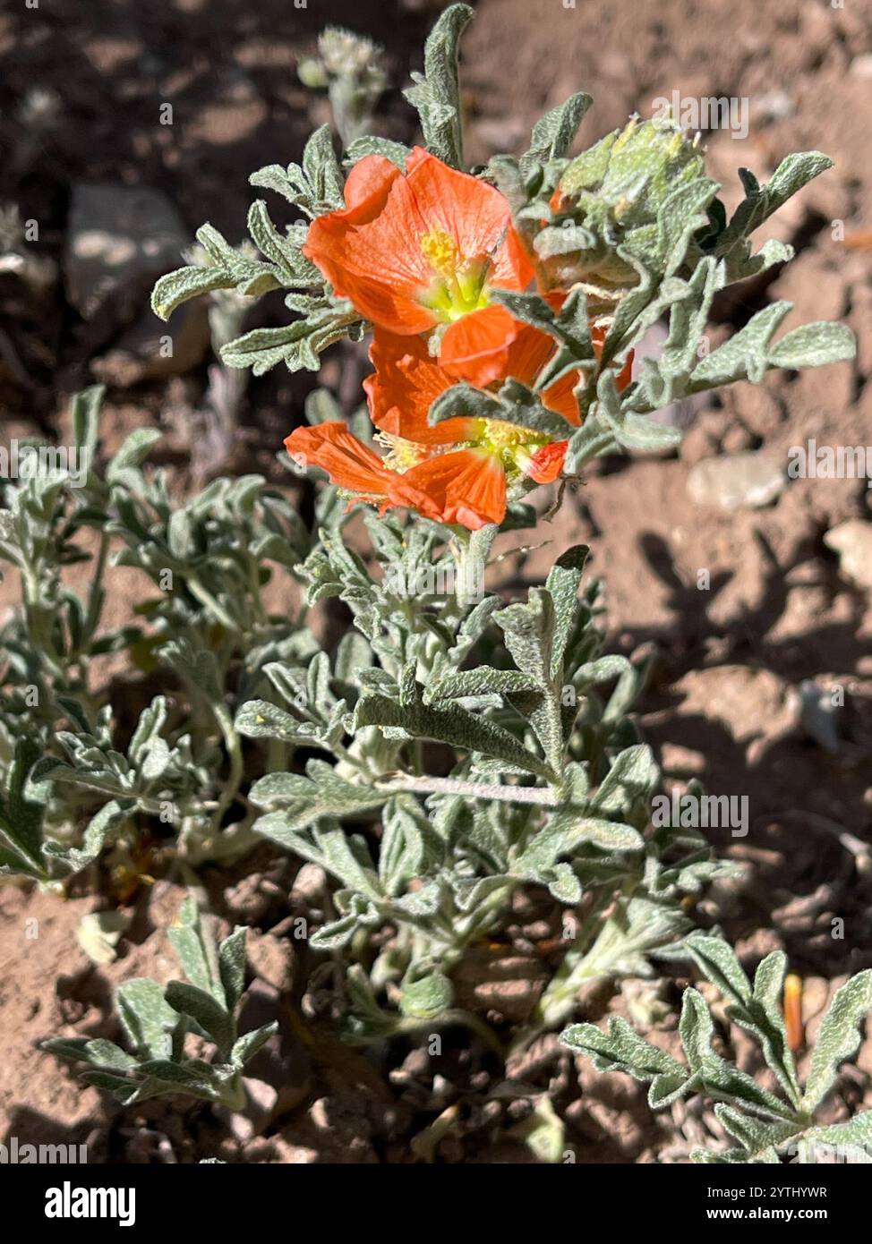 Scarlet Globemallow (Sphaeralcea coccinea Stock Photo - Alamy