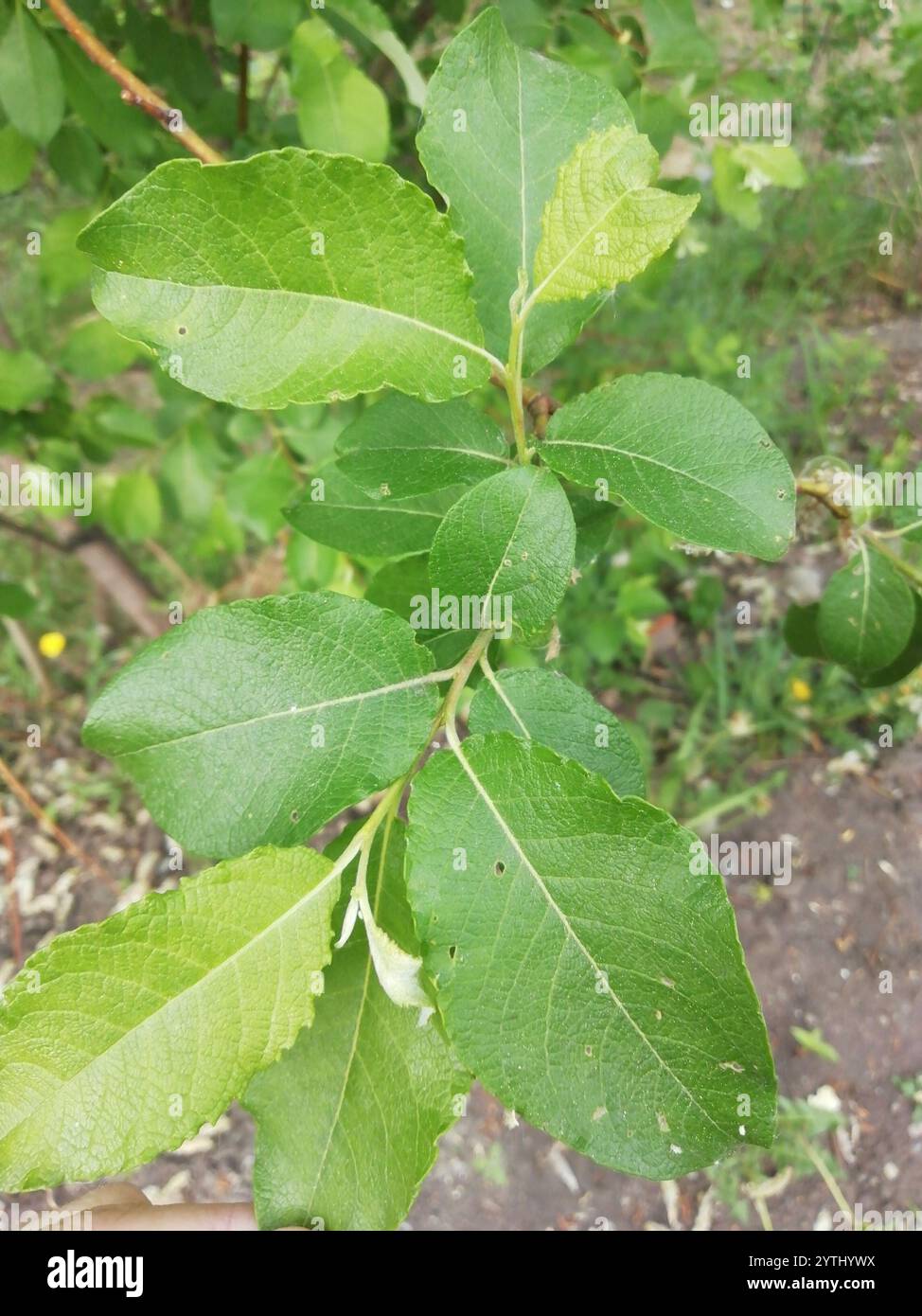 goat willow (Salix caprea Stock Photo - Alamy